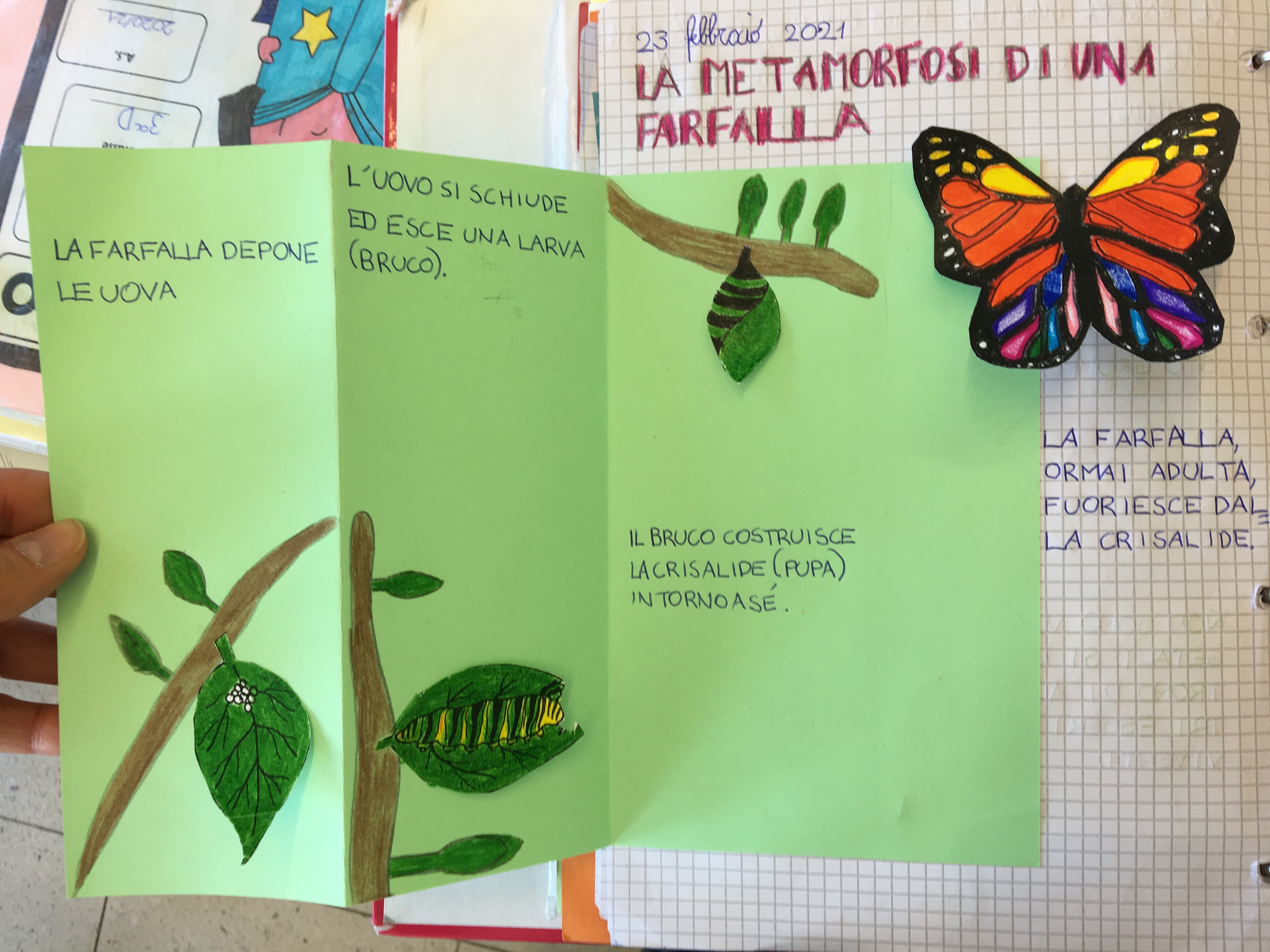 La metamorfosi della farfalla – Maestra Giulia Montanari